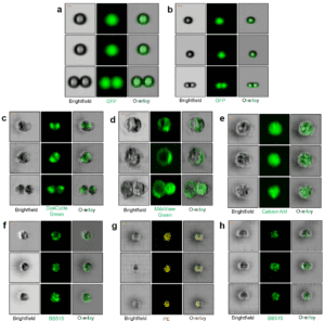 Image-Guided Cell Sorting Technology - Nanocellect