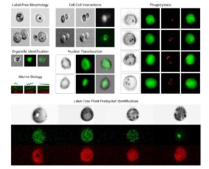 VERLO Image-Guided Cell Sorter